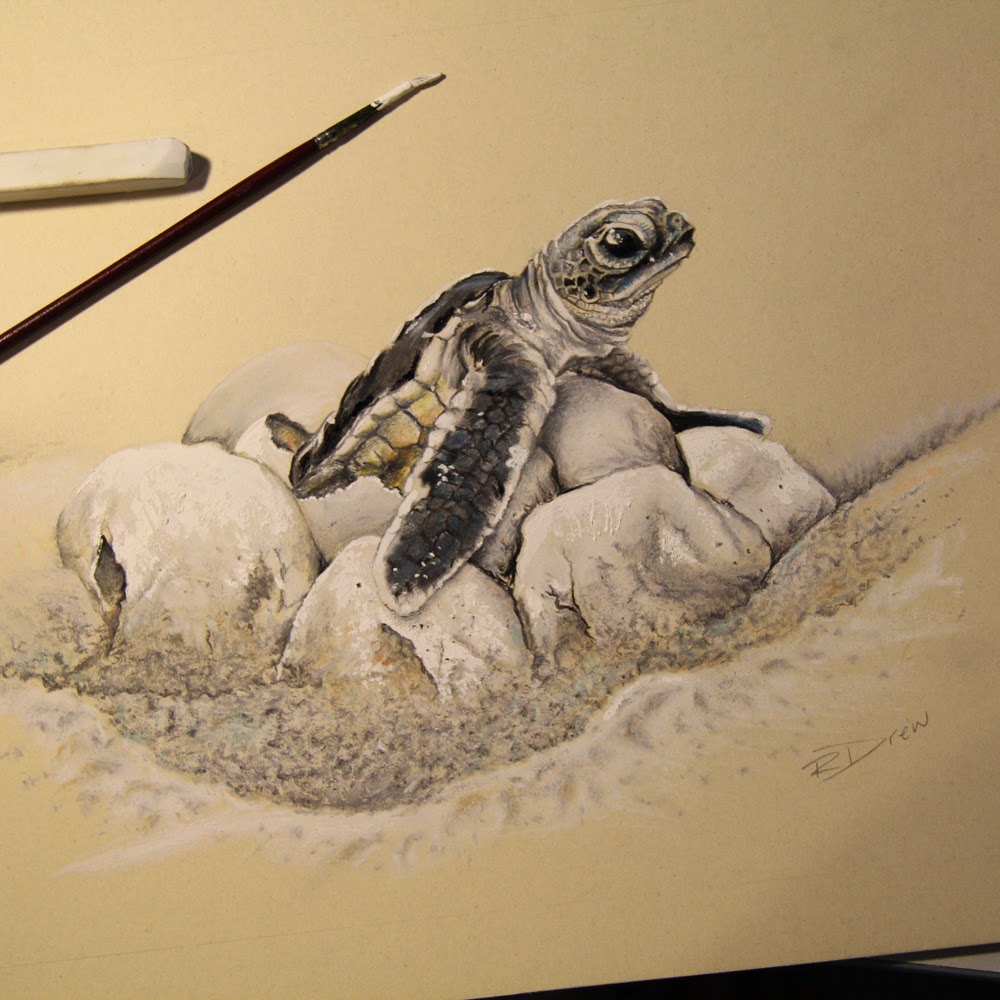 Baby Sea Turtles Hatching Sketch