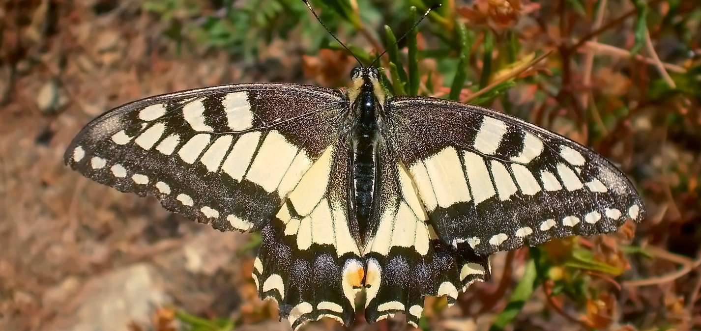 NATURA VIVA: PAPALLONA REINA (PAPILIO MACHAON)