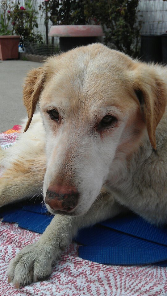 A Tired Dog is a Happy Dog: Forever living in the moment!