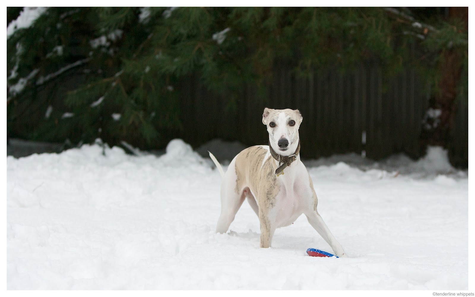 Whippet kennel Tenderline: Zimske radosti