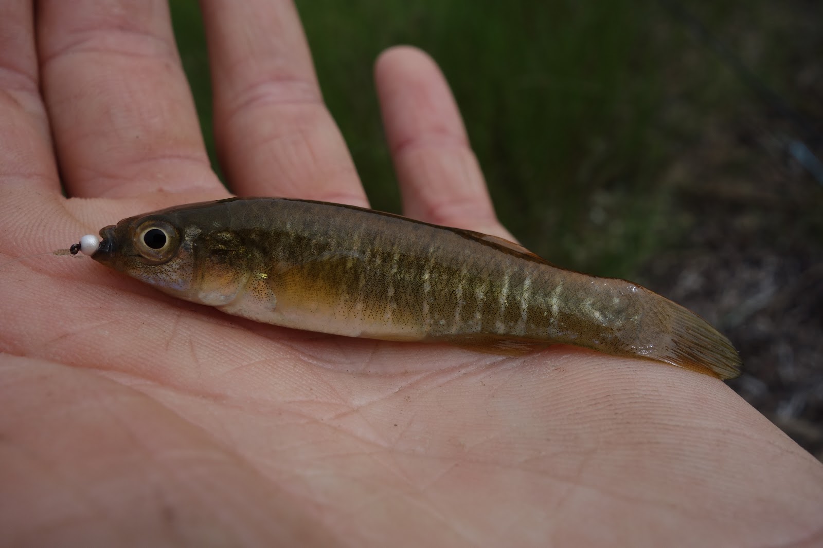 Banded Killifish