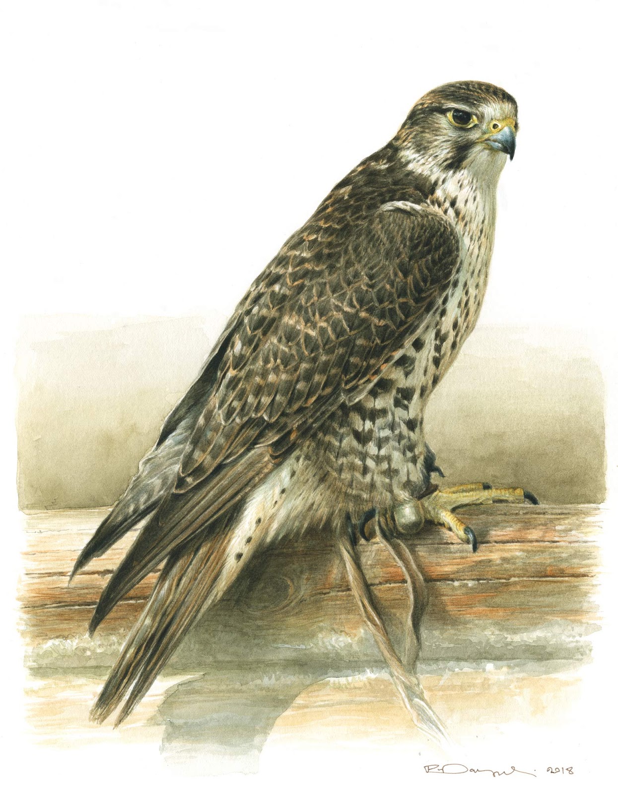 Saker falcon watercolour