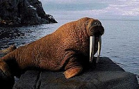 Universo Animal: La morsa