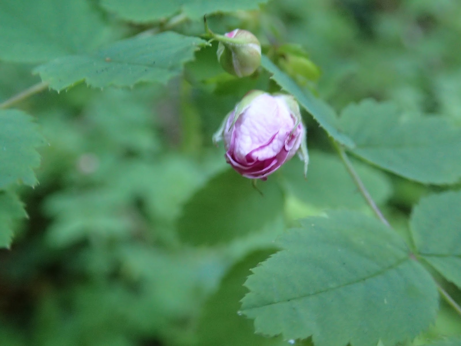 Casing Oregon: Wildflower Hikes: Gordon Meadows