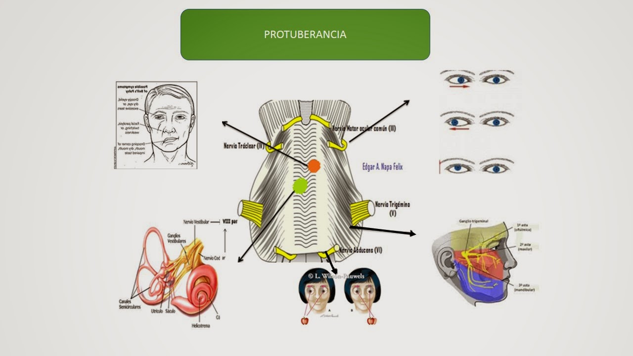 Fisiología básica de alejandra sandoval: Protuberancia