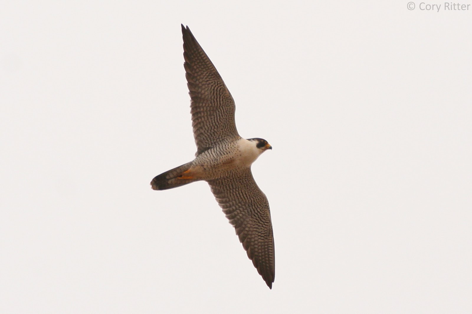 Hiking in Northern Illinois, saw a Peregrine Falcon, could this be ...