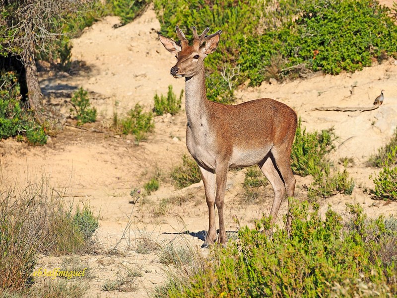 Miguel fotografia: Ciervo común (Cervus elaphus)