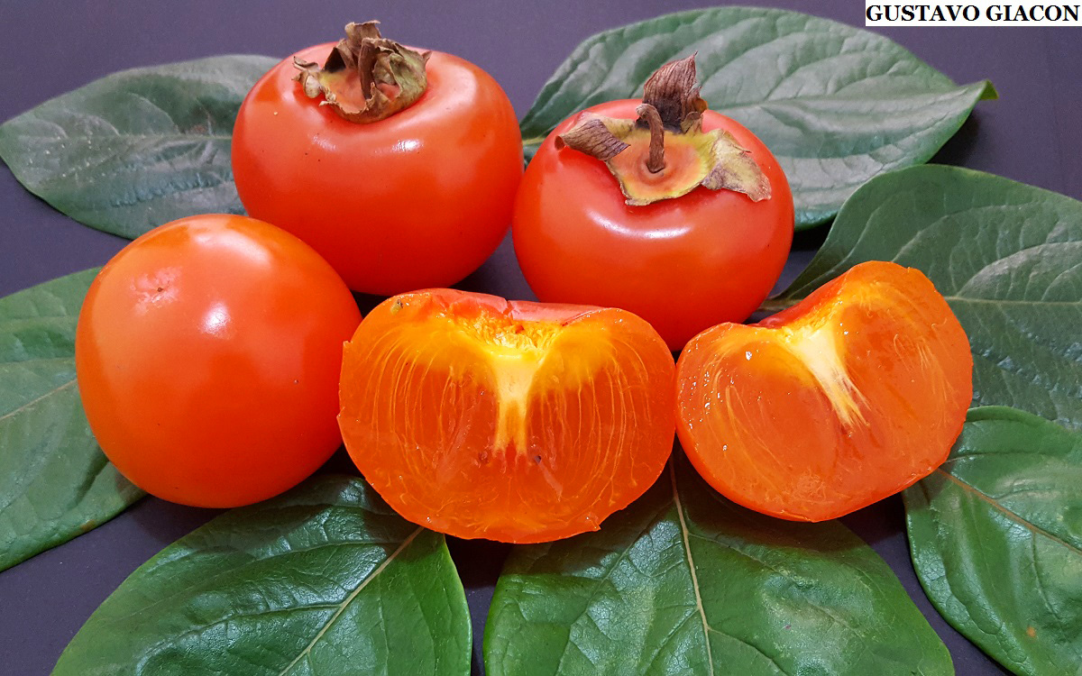 Viveiro Ciprest - Plantas Nativas e Exóticas: Caqui Rama Forte ...