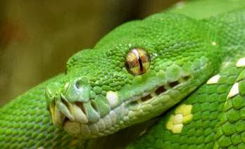 Núcleo de Proteção Ambiental (NPA): FOSSETA LOREAL E FOSSETA LABIAL