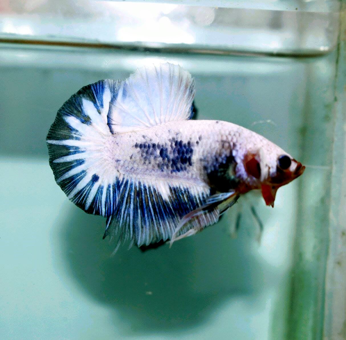 cara sukses BREEDING IKAN CUPANG / BETTA untuk pemula