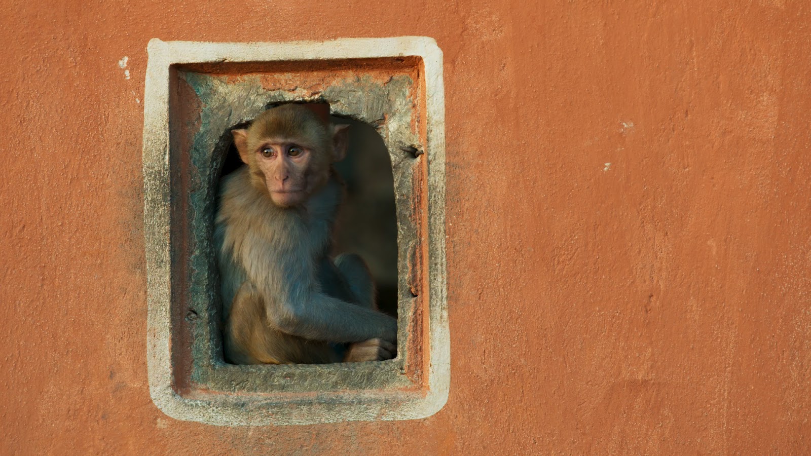 Discovery anuncia estreno de la épica serie Planeta Tierra II - TVCinews