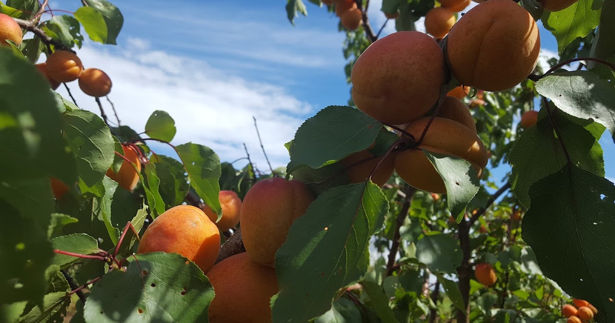 WHAT IS SHOT HOLE DISEASE? |The Garden of Eaden