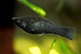 Universo da Natureza: Molinésia Negra