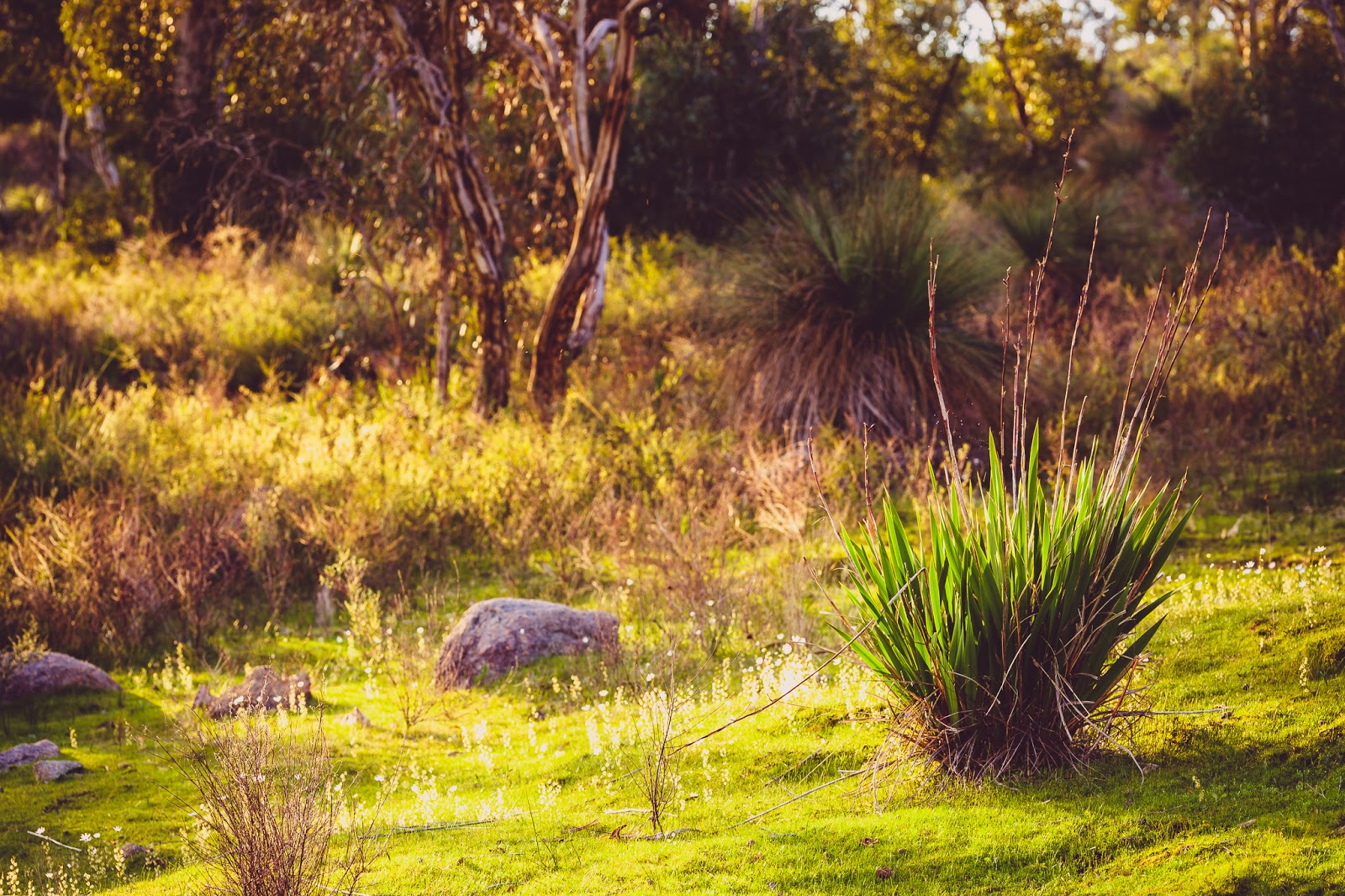 Random Lights Photography: The Eagle View Walk, John Forrest National Park