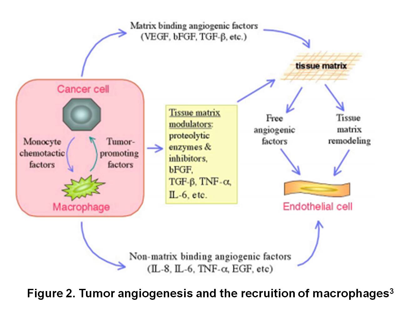 Immunoblog class 2014: Tumor Immunology