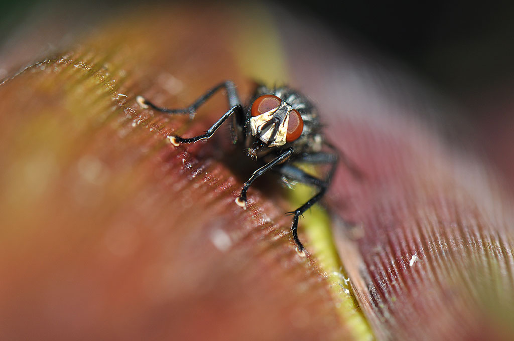 FLiEGE 'BRUNDLE' BEi DER ARBEiT - goldenfairycottage