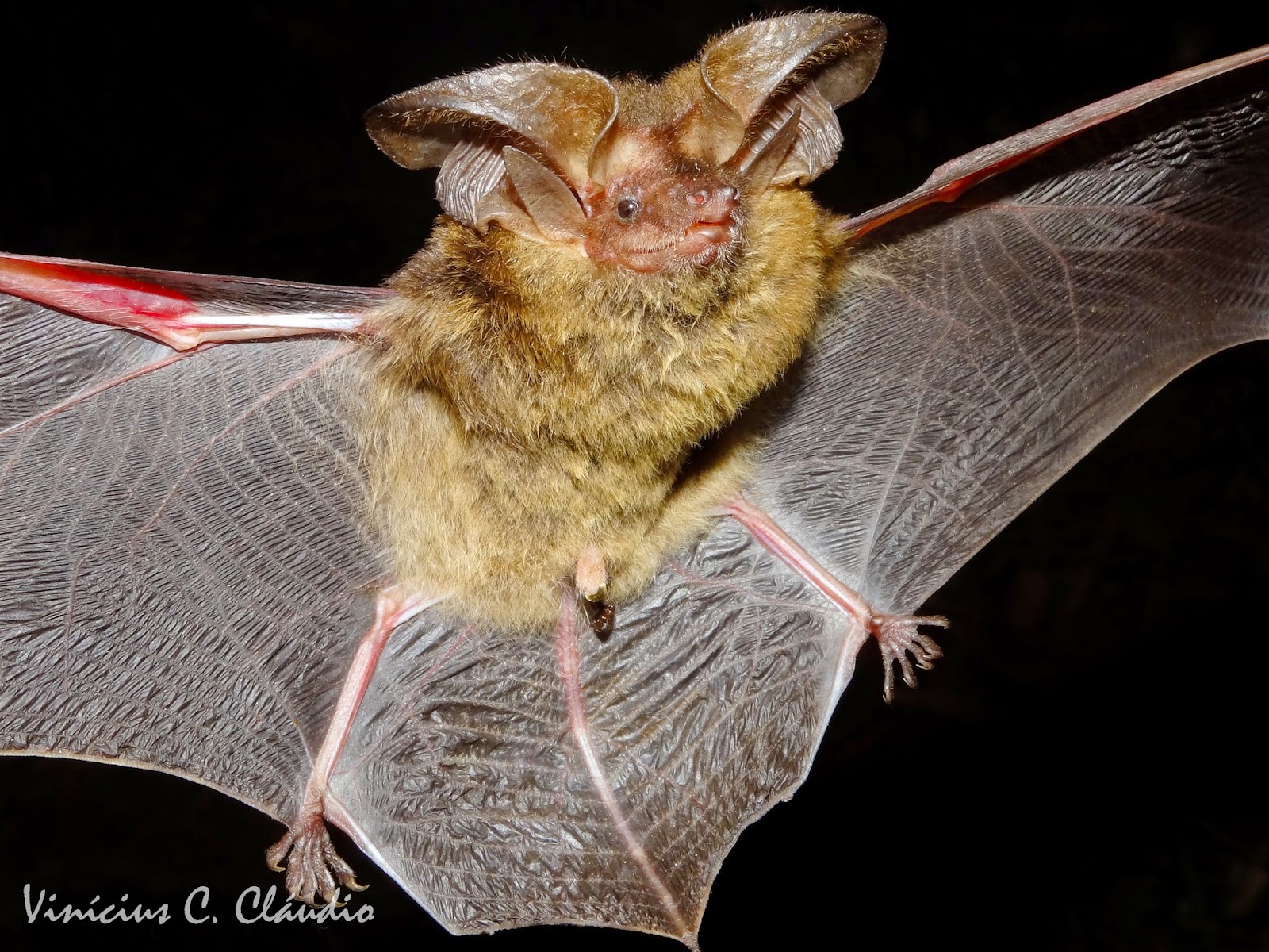 Morcegos do Brasil: Histiotus velatus