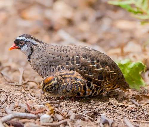 List of Indian quails - Images | Birds of India | Bird World