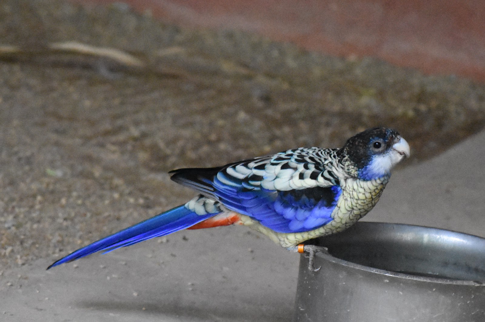 ZOOTOGRAFIANDO (6.100 ANIMALS): ROSELLA DEL NORTE / NORTHERN ROSELLA ...