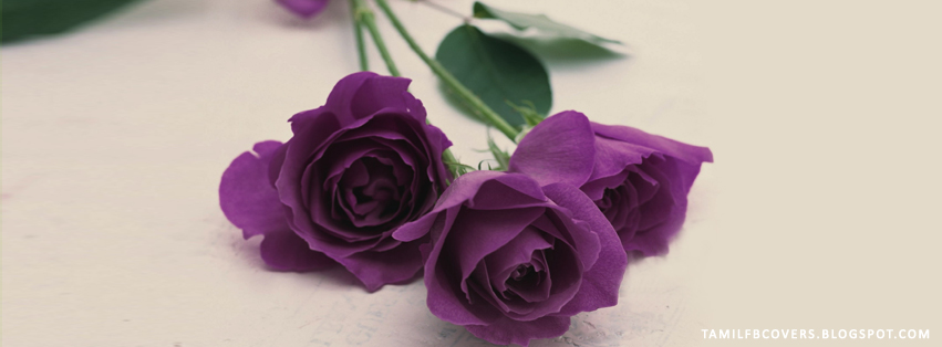 My India FB Covers: Sweet purple roses - Flowers FB Cover