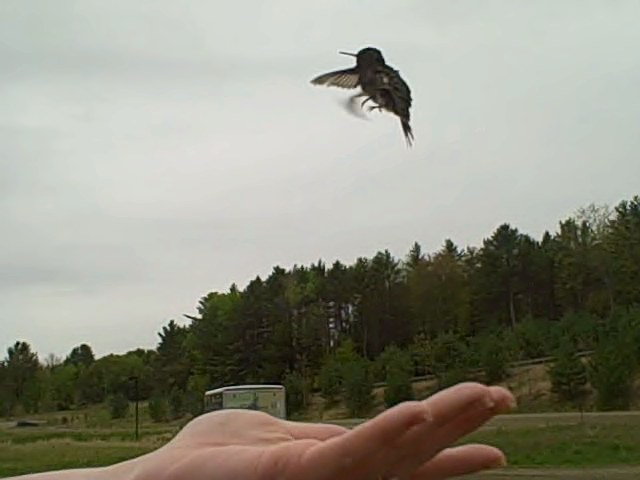 What a gem - Nature Blog