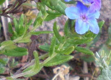 Plantas e Flores do Areal: Lithodora prostrata (Loisel.) Griseb. subsp ...