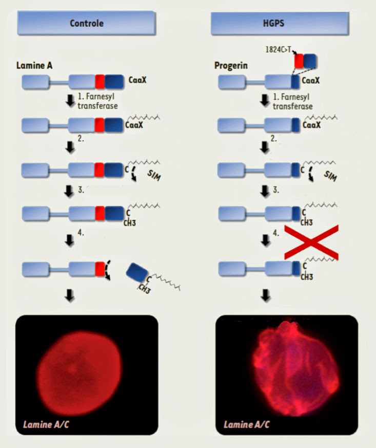 progeria family circle: biologie