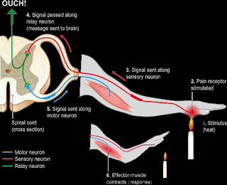 BIOLOGY BLOG, : REFLEX ARC