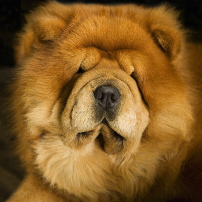 Chow Chow ~ The Animals Planet
