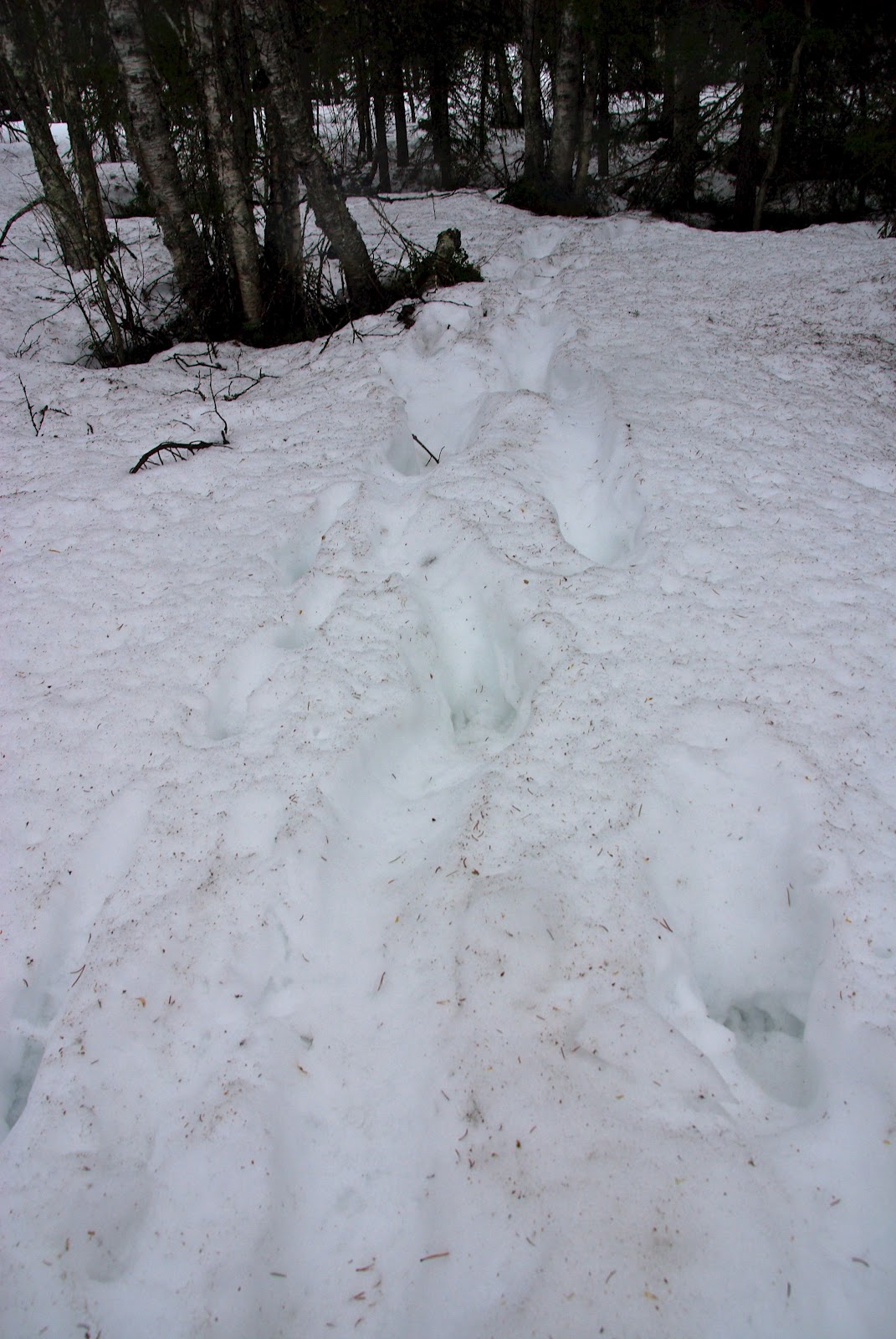 Björnpredation på ren