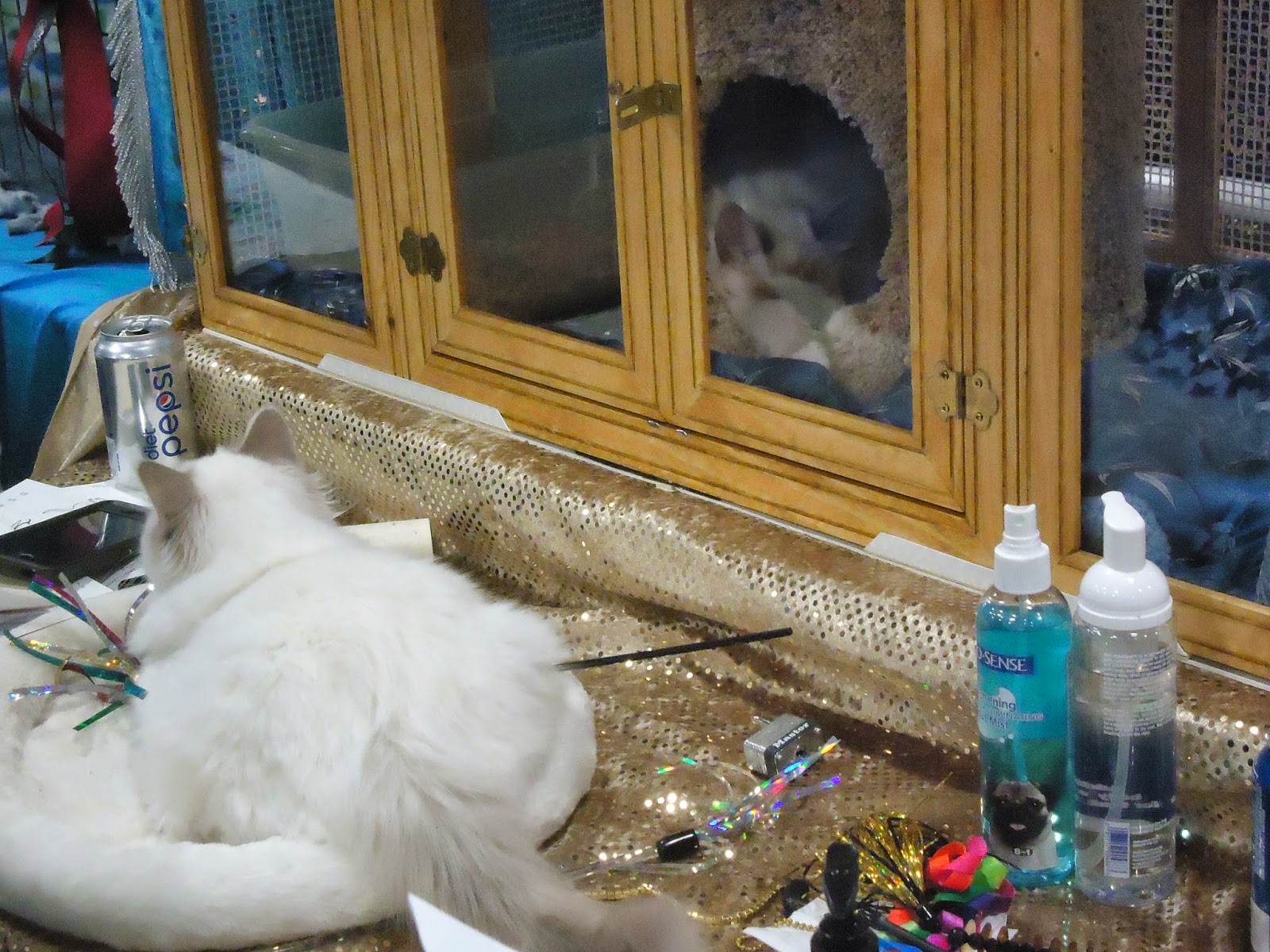 Cat People Unite: Saintly City Cat Club Cat Show | Twin Cities Daily Planet