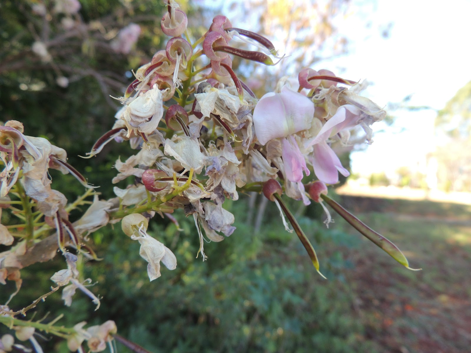 The Flowering plants - Leguminosae - Fabaceae: Gliricidia