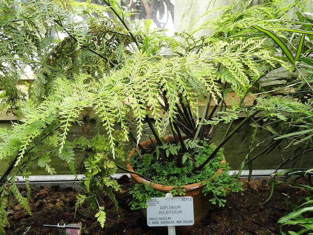 Plants are the Strangest People: 11/01/2012 - 12/01/2012