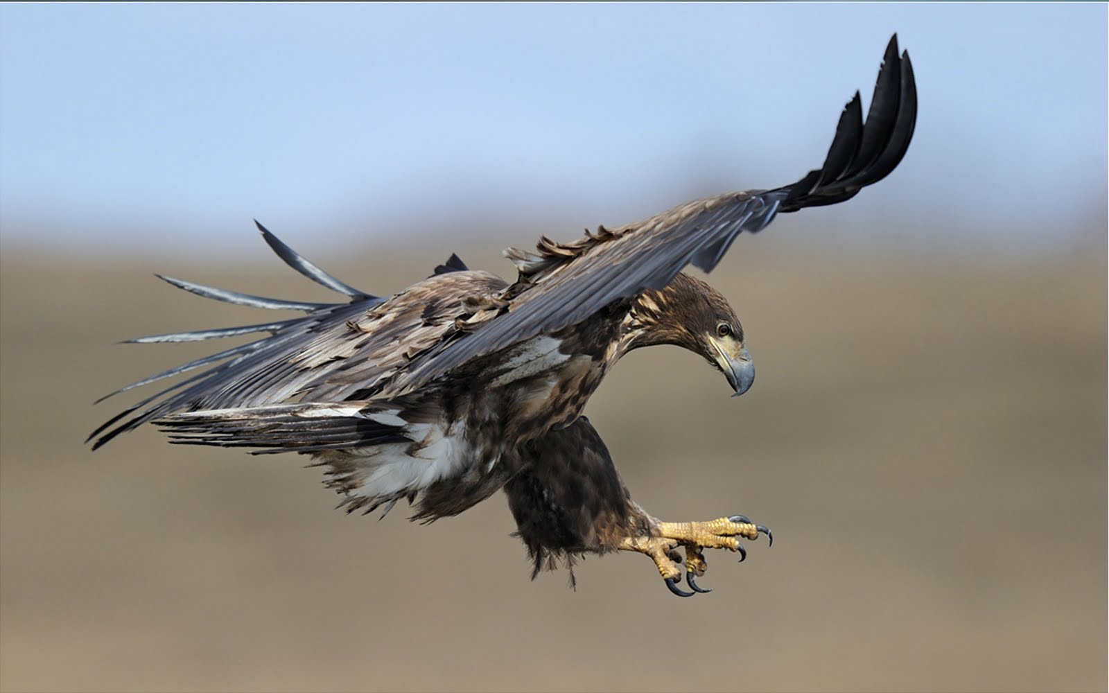 Adelaar Achtergronden | HD Wallpapers