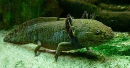 El blog de las especies singulares: El ajolote