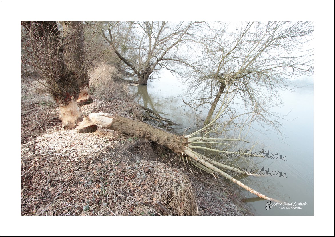 Oh les jolies dents ! Le Castor d'Europe. 2017 023.