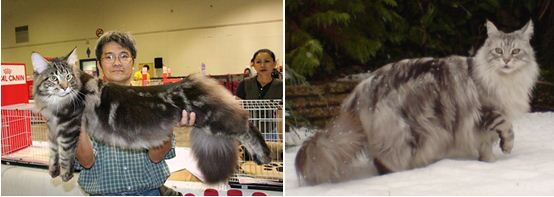 Blog Keluarga Dandy: Jenis- Jenis Ras Kucing