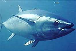 NATUREZA: Morfologia dos peixes Ósseos
