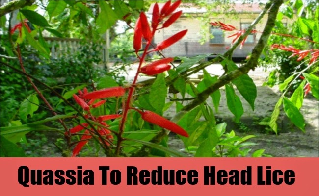 Quassia Tea Benefits ~ Healthy Tea 101