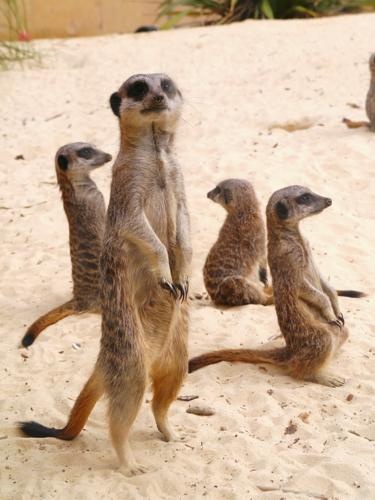 SockletWorld Meerkats At Chessington