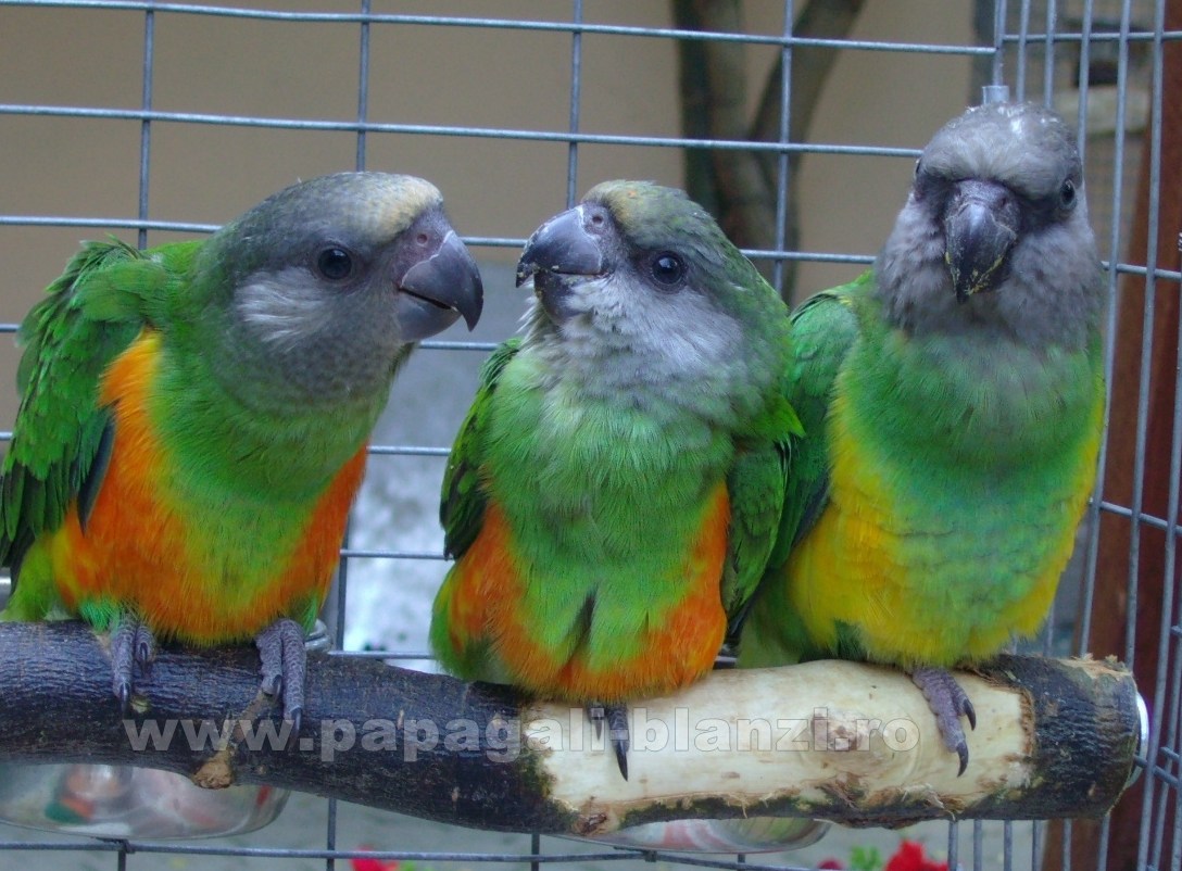 papagali blanzi