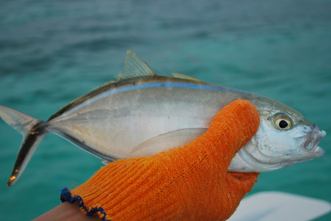 LA PESCA AL MICCOA: Peixos varis per bahamas