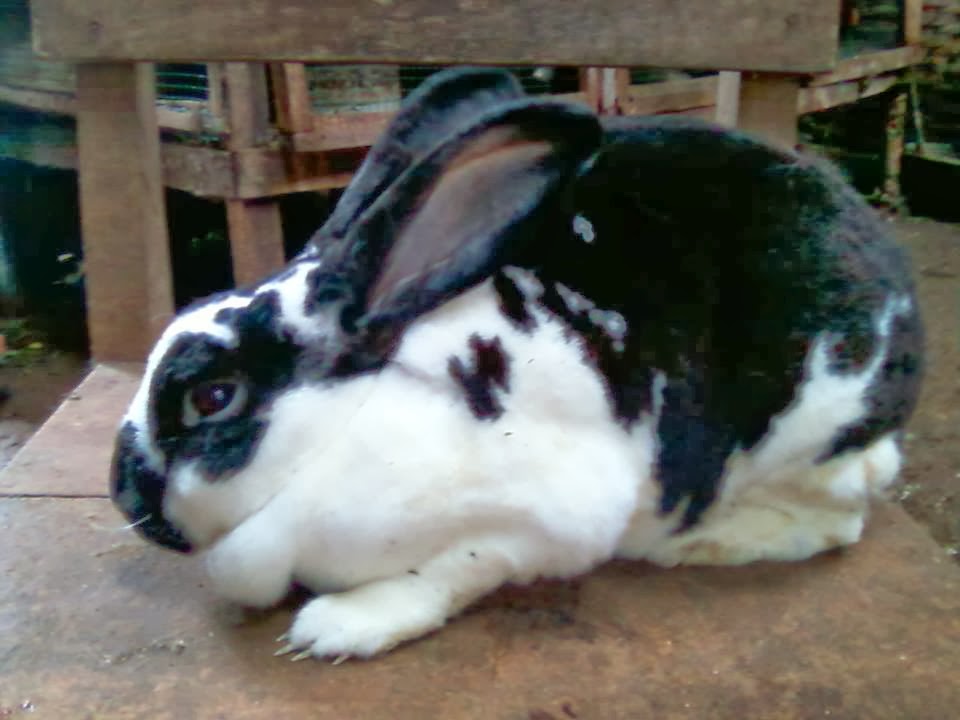 Mengenal Jenis-jenis Kelinci Hias - Kelinci John Java