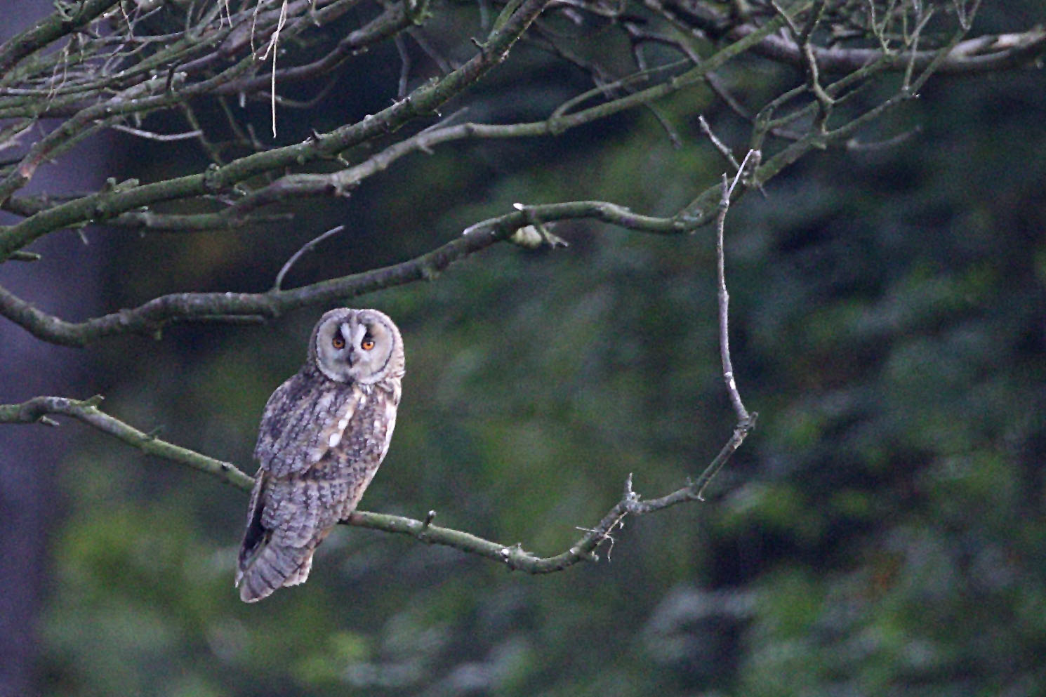 Darley Dale Wildlife: Long-eared Owl - Matlock Forest