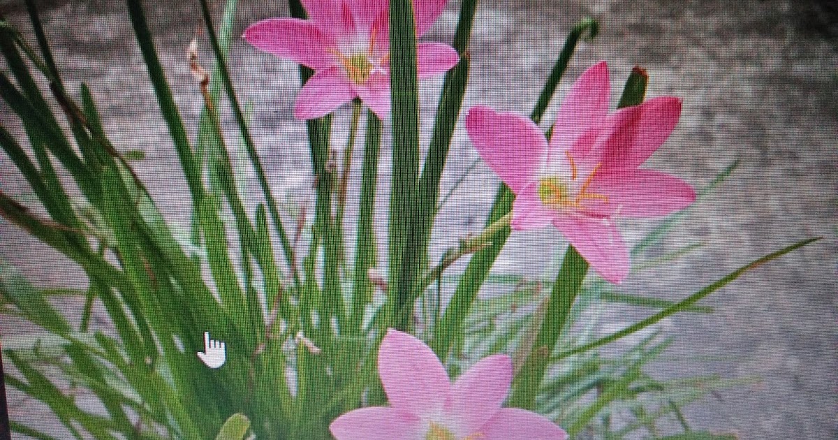 Fuziah Sulaiman blog: Jom kenali flora KEMBANG COKLAT - Zephyranthes d ...