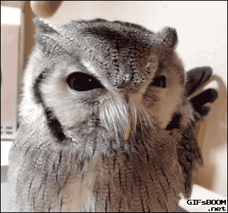 Funny animal gifs - part 148 (10 gifs) | Amazing Creatures