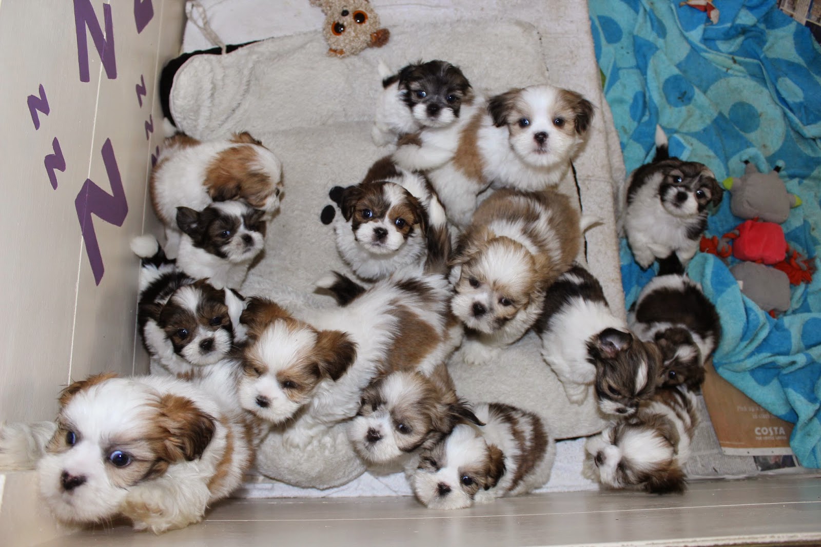 Lhasa Apso - Penny's Pups from birth to new homes: puppy's today all ...