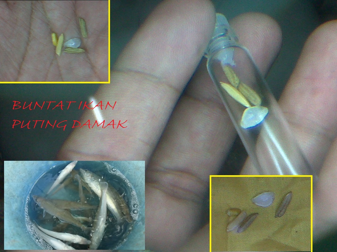 mistik-ajaib.blogspot.com: HOT NOW!!!!!!!!! BUNTAT IKAN PUTING DAMAK ...