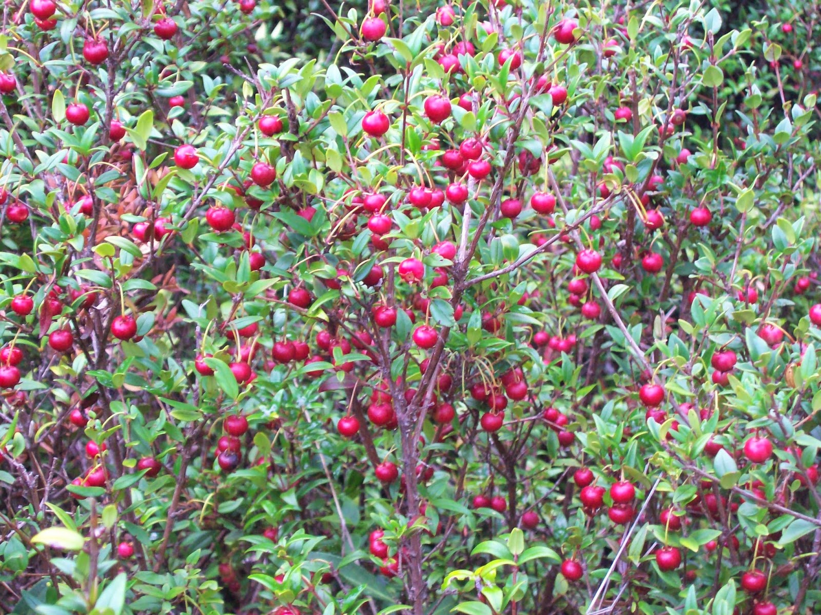 mingako kultural: MMMMHHH... MUTILLAS!!!