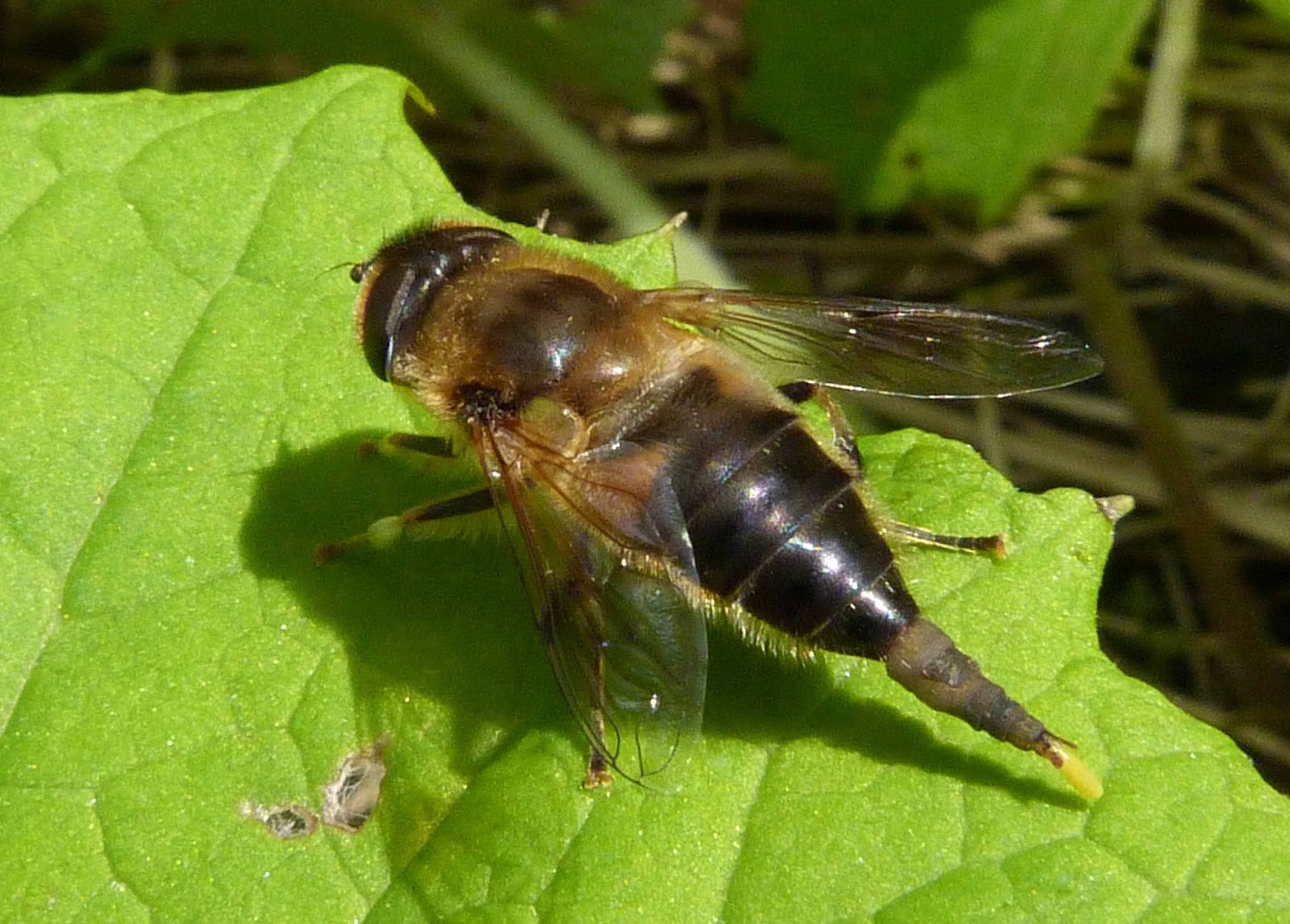 Insects of Scotland: Hoverflies